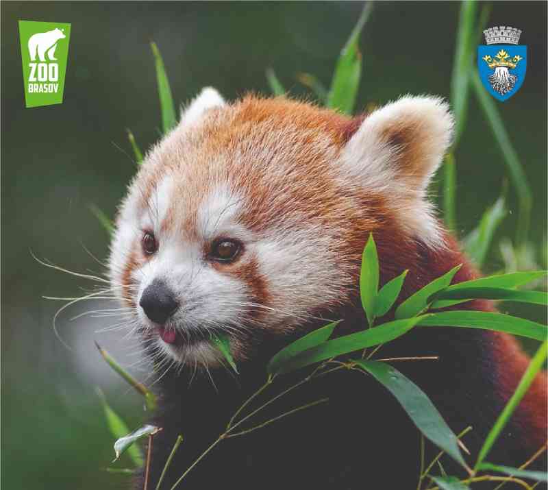 În premieră Zoo Brașov are ocazia să sărbătorească Ziua Internațională ...